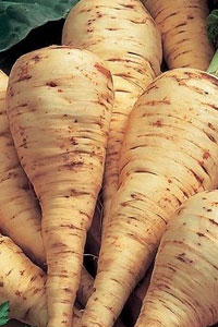 Untitled Document [www.binary0.com]